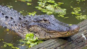 How Fast Can an Alligator Run on Land? (+Tips to Outrun It ...