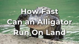 How Fast Can an Alligator Run on Land? (+Tips to Outrun It ...