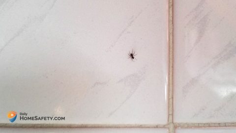 Why Do I Have Tiny Spiders In My House? What Attracts Them ...