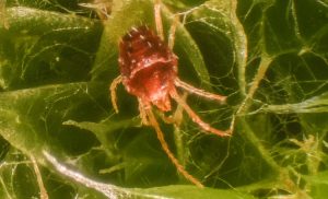 Where Do Clover Mites Come From? What Attracts Them? - DailyHomeSafety